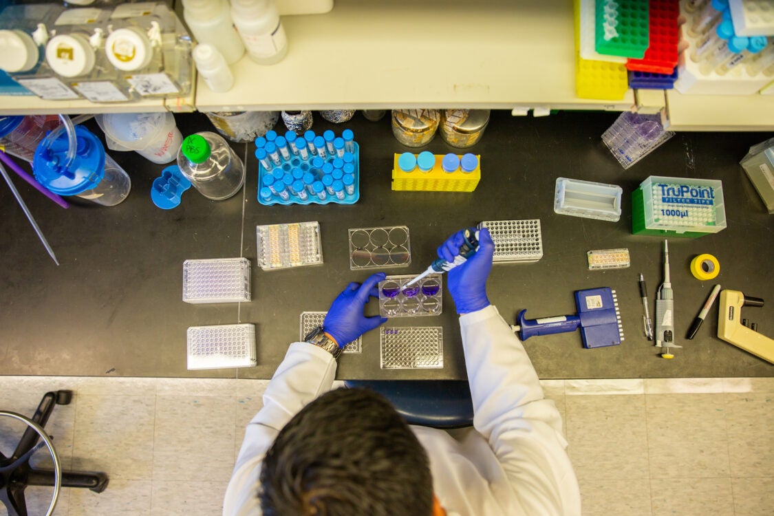 Undergraduate Biology Degrees & Courses | Georgetown University